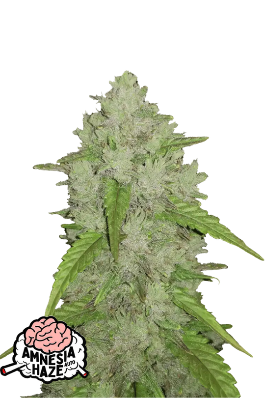 FastBuds Samen kaufen | Original Autoflower Seeds | 420Geeks | 420Geeks ...